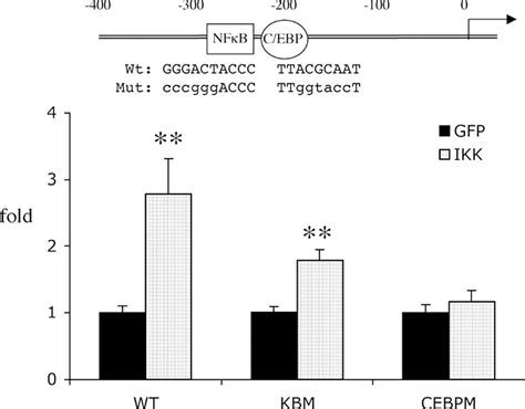 C Ebpβ And Its Binding Element Are Required For Nfκb Induced Cox2