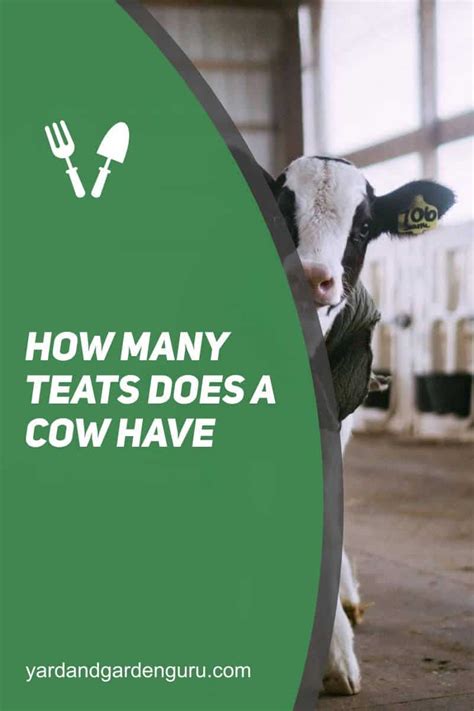 How Many Teats Does A Cow Have