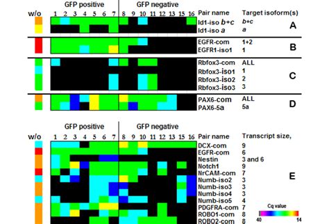 Application Of An Rna Amplification Method For Reliable Single Cell