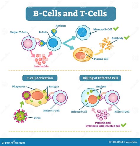B Cells And T Cells Schematic Diagram Vector Illustration Stock