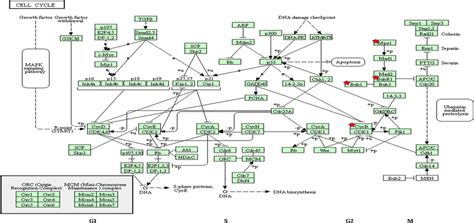 Re Analysis Of 15 Selected Genes By Keggpathway Enrichment Fifteen