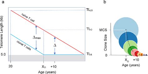 Age Dependent T Cell Telomere Length Tl And Its Relation To T Cell