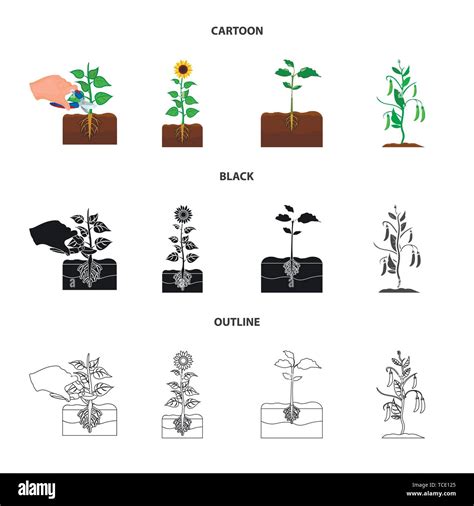 Grow Root Cycle Development Seed Plant Bean Germinate Process Seedling