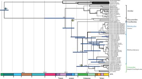 Divergence Time Analysis Using 28s With Multiple Fossil Constraints And