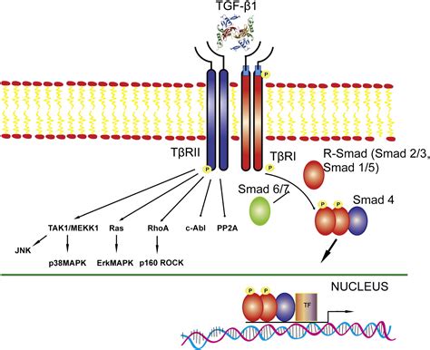 Transforming Growth Factor Tgf β Signaling In Cardiac Remodeling