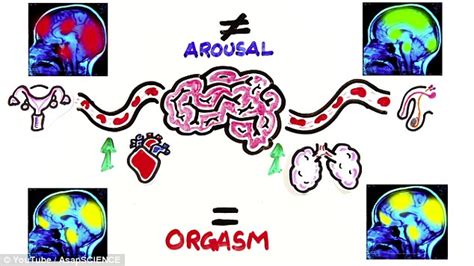 Asapscience Breaks Down The Male And Female Orgasm Daily Mail Online