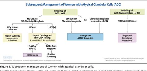 Cervical Screening Guidelines Flowchart