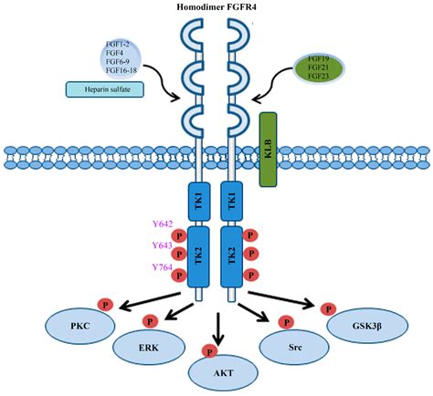 Cells Free Full Text Fibroblast Growth Factor Receptor 4 Targeting