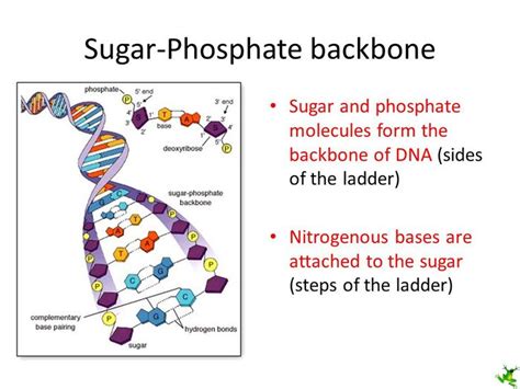 The Sugar Phosphate Backbone Of Dna Is