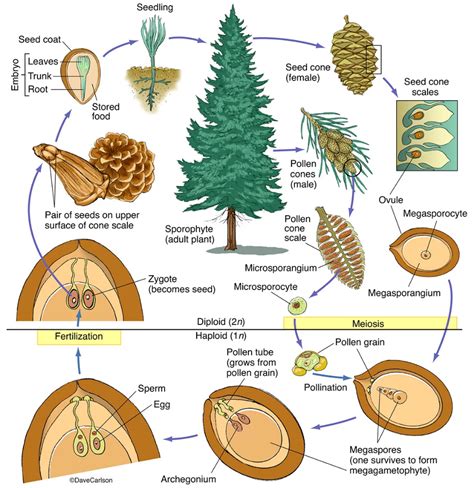 Conifer Structure Life Cycle Artofit
