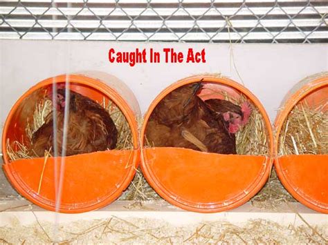 nesting boxes out of buckets