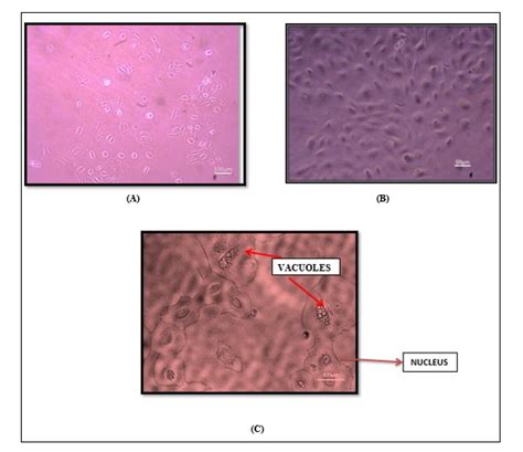 Isolation Of Homogenous Population Of Human Amniotic Epithelial Stems