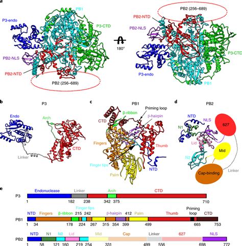 Overall Structure Of Fludpol A Ribbon Representations Of The Apo