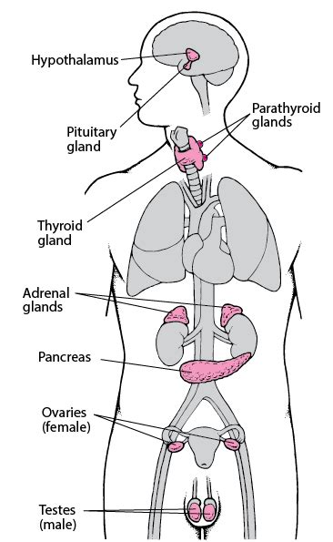 Overview Of The Female Reproductive System Womens Health Issues
