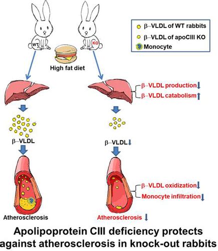 Apolipoprotein Ciii Deficiency Protects Against Atherosclerosis In