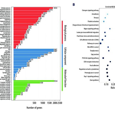 Bioinformatics Analysis Of The Differentially Expressed Mrnas A Go