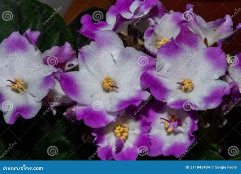 Belles Plantes Et Fleurs Italiennes Photo Stock Image Du Couleur
