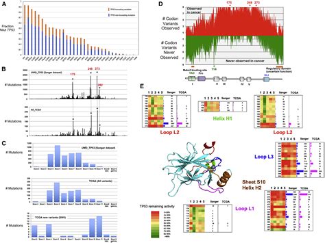 Integrated Analysis Of Tp53 Gene And Pathway Alterations In The Cancer
