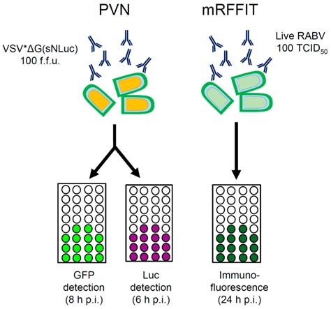 Viruses Free Full Text Quantification Of Lyssavirus Neutralizing
