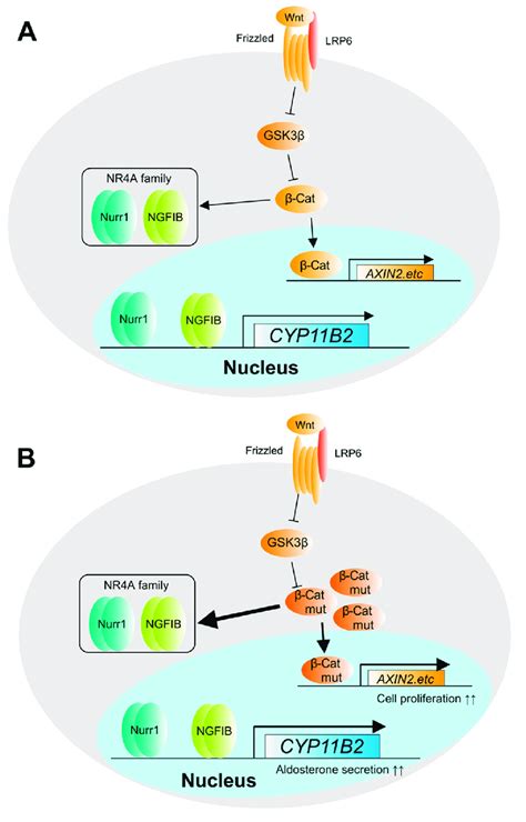 Mutation Of Ctnnb1 Gene In Apa Mutations In β Catenin Have Been