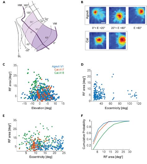 figure 1 from spatial clustering of orientation preference in primary
