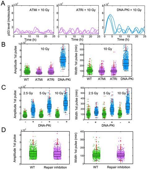 Amplified P53 Pulses Under Dna Pk Inhibition A Stochastic Simulation