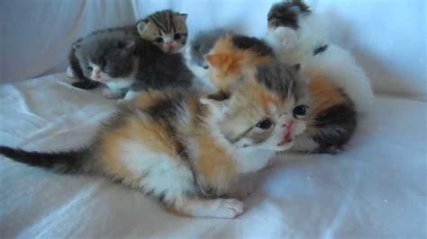 Exotic Shorthair Kittens 3 Weeks Old Youtube