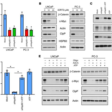 Hsp60 Regulates C Myc Expression Via The β Catenin Pathway A
