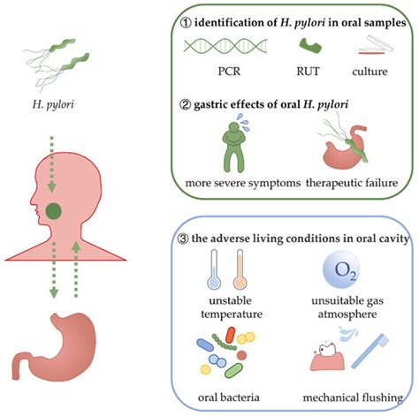 Ijms Free Full Text Helicobacter Pylori In The Oral Cavity Current