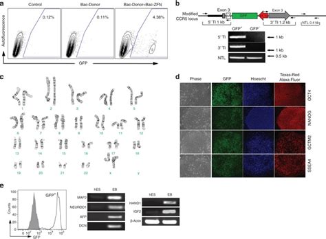 Targeted Gene Editing At The Ccr5 Gene Locus In Human Embryonic Stem