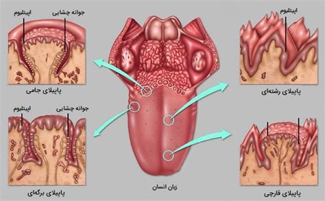 زبان انسان چیست؟ — آناتومی، کار و اجزا به بیان ساده فرادرس مجله‌