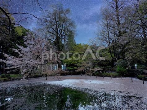 散りゆく桜 No 26229483｜写真素材なら「写真ac」無料（フリー）ダウンロードok