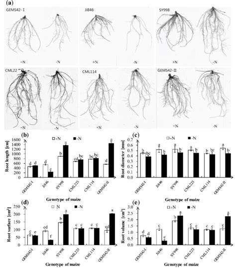 Effects Of Low Nitrogen Stress On Root Morphology A Morphological