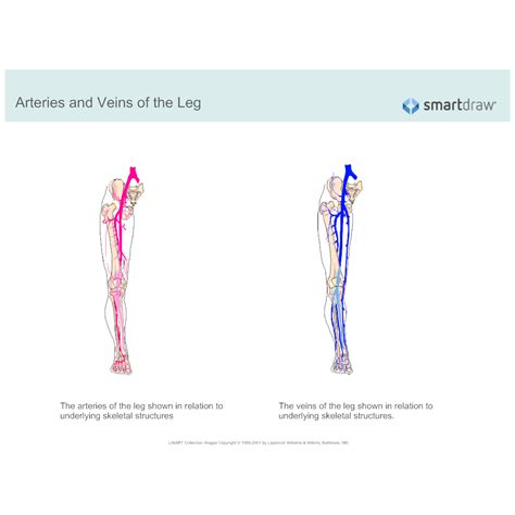 Arteries Pictures