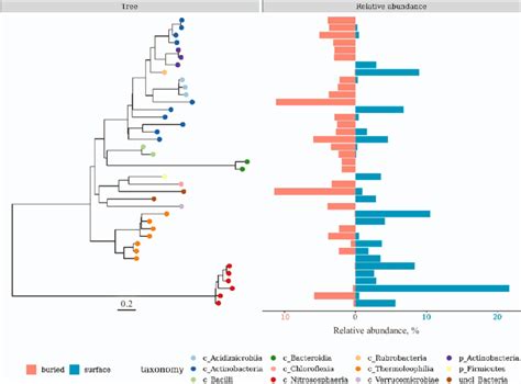 Taxonomic Classification Of Dominant Phylotypes And Their Relative