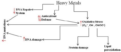 Schematic Representation Of Metals In Relation To Production Of