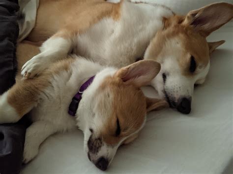 Corgi Cuddles On A Lazy Friday Morning R Corgi