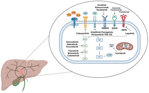 Medicina Free Full Text Targeted Therapies In Advanced