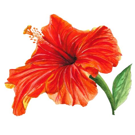 Watercolor Hibiscus Flower Hand Drawn Floral Element Red Blossom