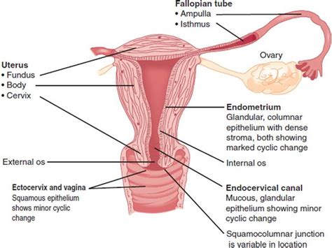 Disorders Of The Female Reproductive Tract Pathophysiology Of Disease