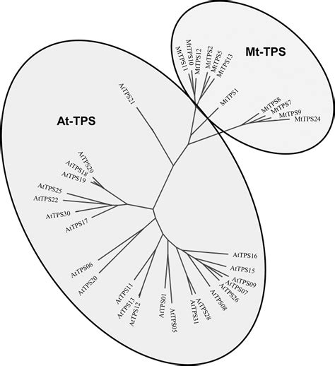 Comparative Genomic And Transcriptomic Analysis Of Terpene Synthases In
