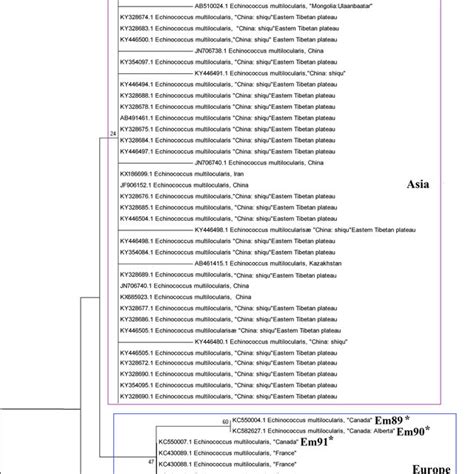 A Phylogenetic Tree Of Echinococcus Multilocularis Based On The Cox1