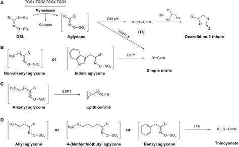 Developing Multifunctional Crops By Engineering Brassicaceae