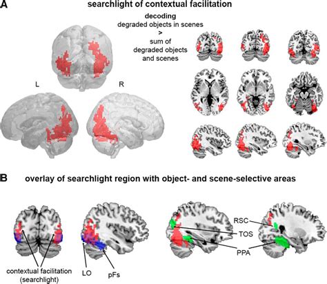 interaction between scene and object processing revealed by human fmri