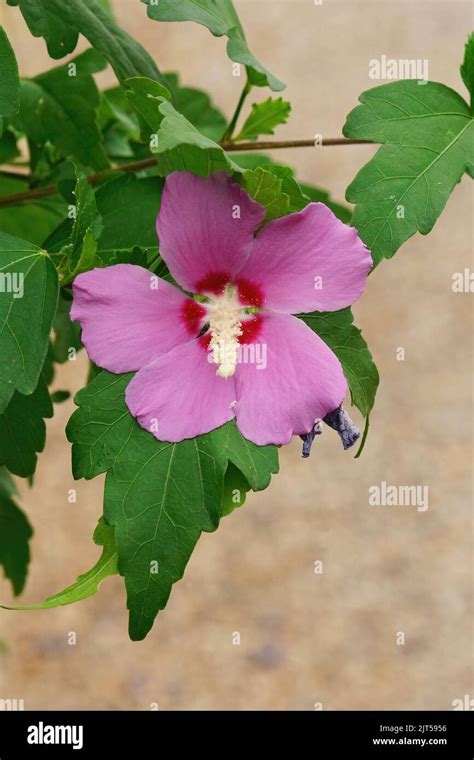 Closeup On A Fresh Emerged Pink Rose Of Sharon Flower Hibiscus