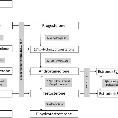 Pathway Of Major Ovarian And Adrenal Sex Steroid Synthesis The