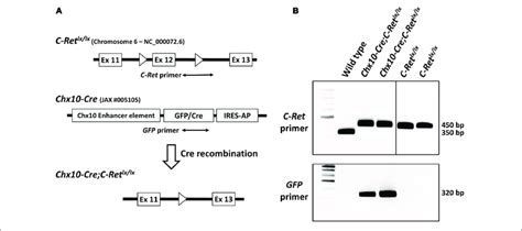 Targeting Strategy For The Generation Of Conditional Ret Knockout