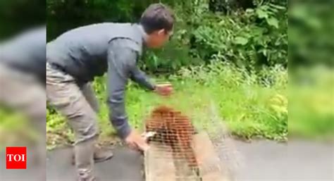 viral video shows red panda being released into forest times of india