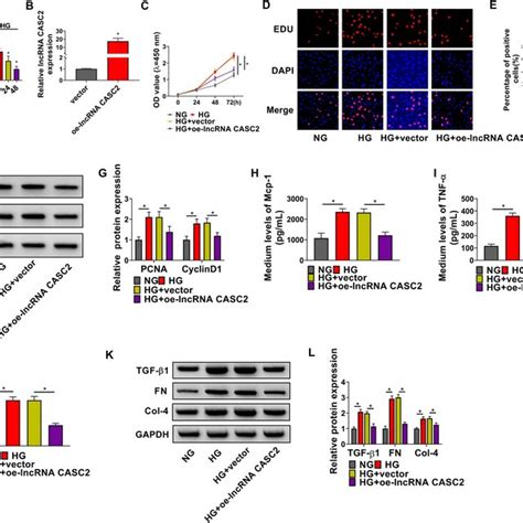 Hg Treatment Promotes The Proliferation Inflammation And Fibrosis Of