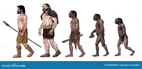 Fotos Da Evolução Humana Librain